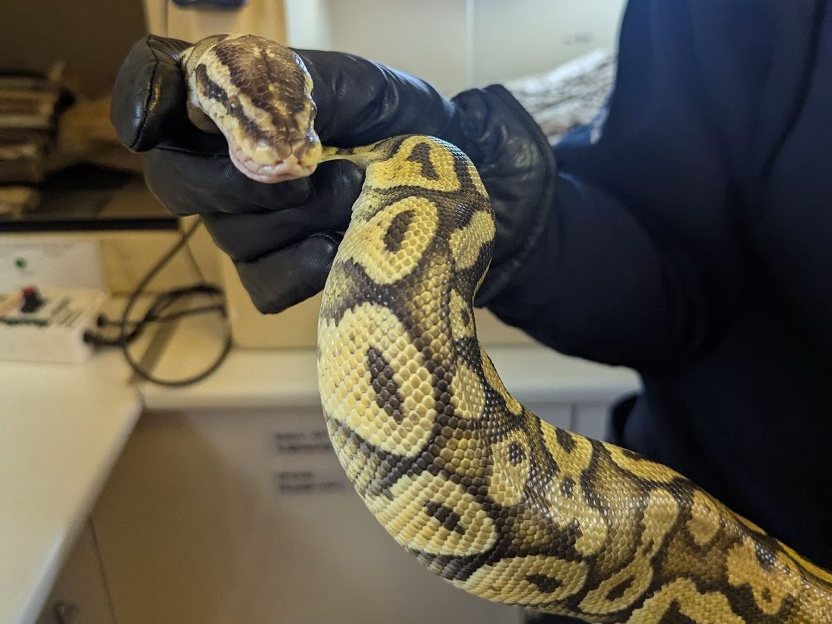 RSPCA Cymru braced for summer rise in stray snake reports - Swansea Bay ...