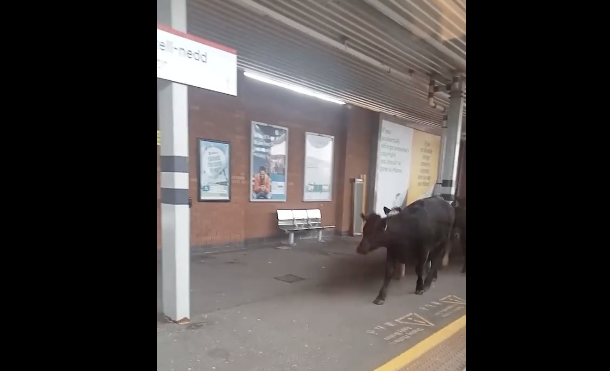 Moooove out the way! Cows cause chaos at Neath train station - Swansea ...