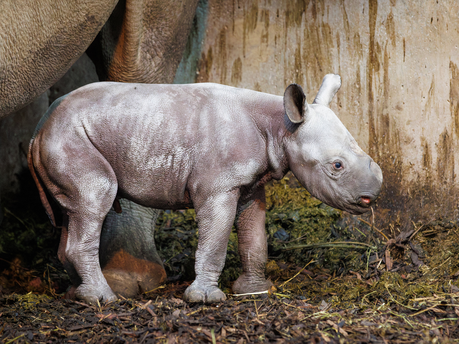 Baby rhino joy at Folly Farm — second ever born in Wales - Swansea Bay News