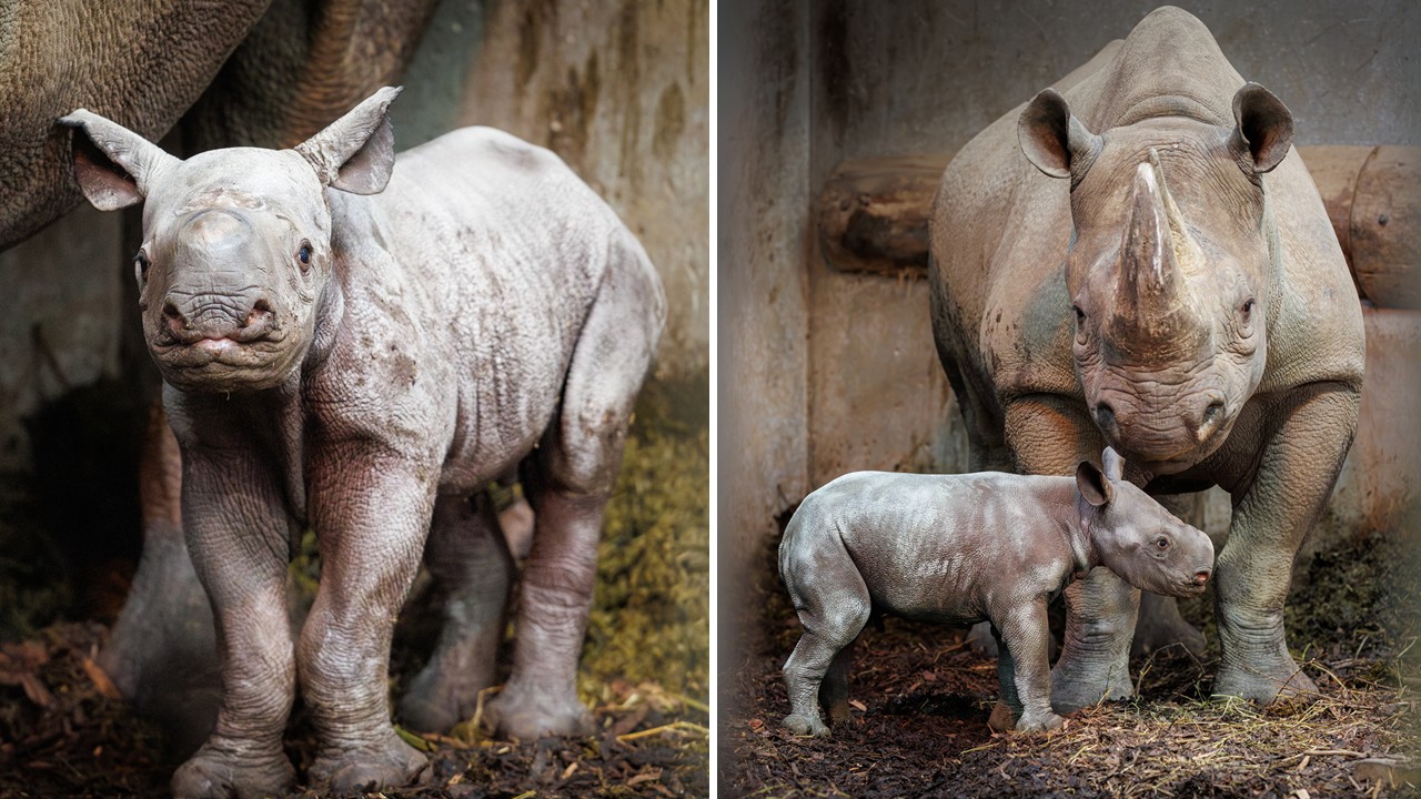 Baby rhino joy at Folly Farm — second ever born in Wales - Swansea Bay News