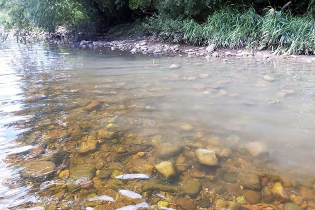 RIVER TAWE: First Minister orders investigation after sewage and ...